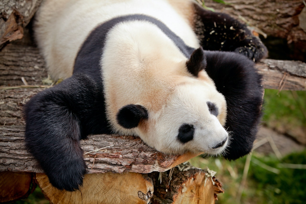 Lees hier alles over de panda! - Bloggen-inside